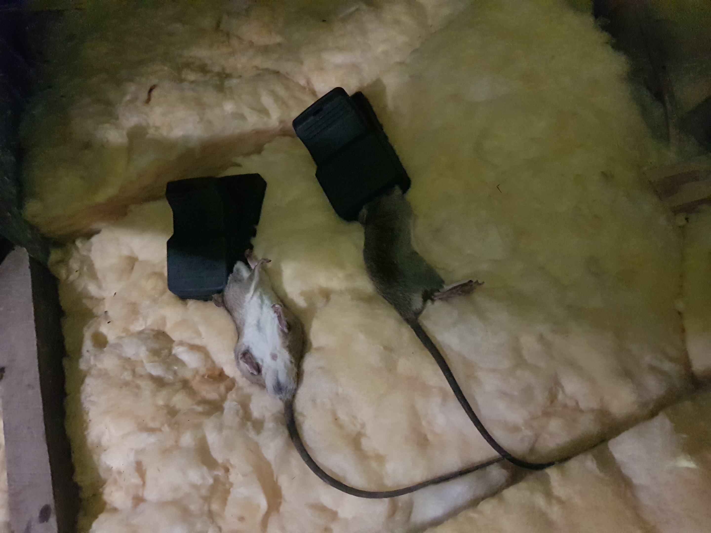 Darwin Possum Man - Possum Removal Experts - NT Parks licensed